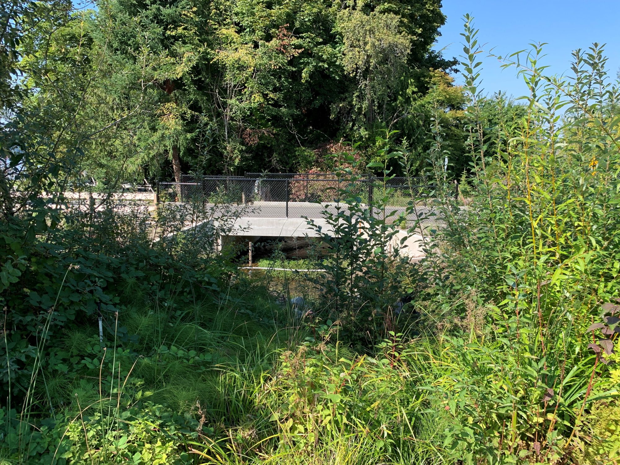 Ebright Creek Fish Passage Culvert Replacement - Osborn Consulting