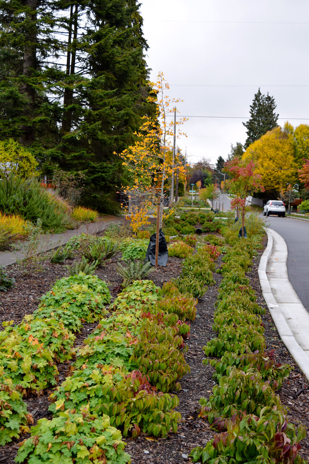 Venema Natural Drainage System - Osborn Consulting